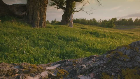 Eternal Pilgrim walking in a green meado... | Stock Video | Pond5