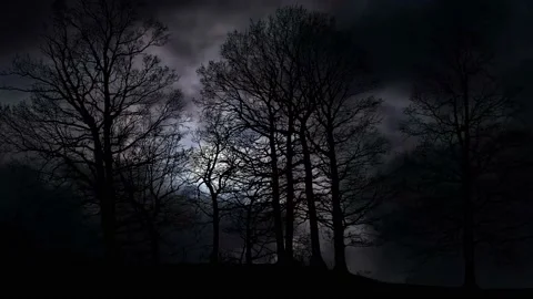 Ethereal Landscape of Forest Trees Silho... | Stock Video | Pond5