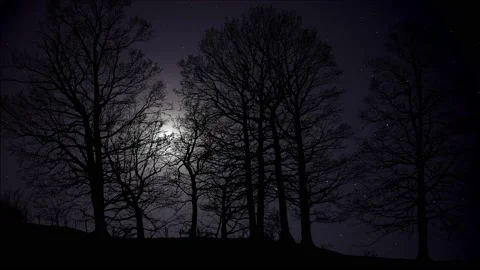 Ethereal Landscape of Forest Trees Silho... | Stock Video | Pond5