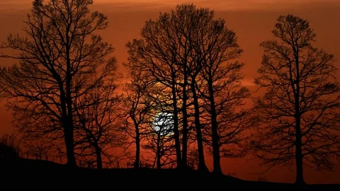 Ethereal Landscape of Forest Trees Silho... | Stock Video | Pond5