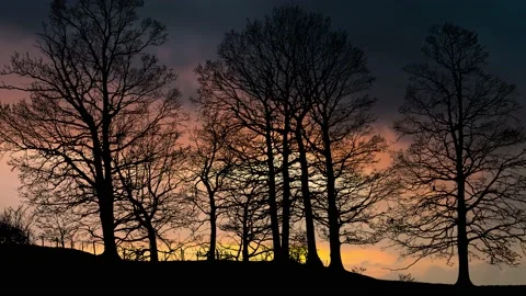 Ethereal Landscape of Forest Trees Silho... | Stock Video | Pond5