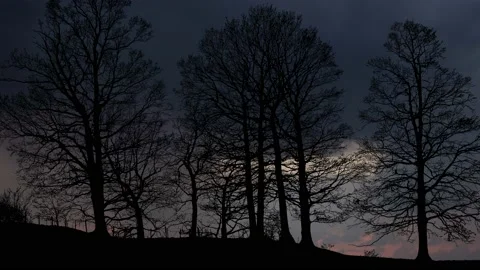 Ethereal Landscape of Forest Trees Silho... | Stock Video | Pond5