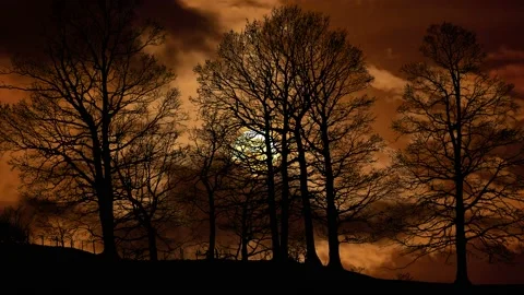 Ethereal Landscape of Forest Trees Silho... | Stock Video | Pond5