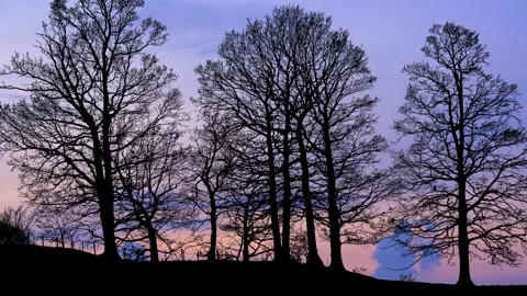 Ethereal Landscape of Forest Trees Silho... | Stock Video | Pond5