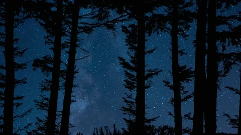 Ethereal View of Forest Trees Silhouette... | Stock Video | Pond5