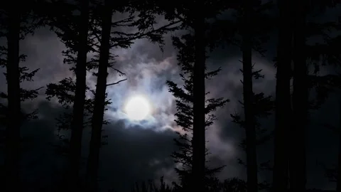 Ethereal View of Forest Trees Silhouette... | Stock Video | Pond5