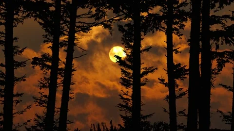 Ethereal View of Forest Trees Silhouette... | Stock Video | Pond5