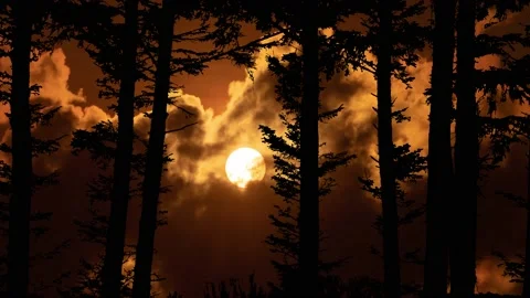 Ethereal View of Forest Trees Silhouette... | Stock Video | Pond5