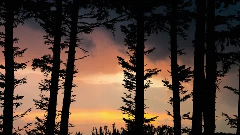 Ethereal View of Forest Trees Silhouette... | Stock Video | Pond5