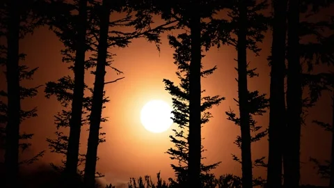 Ethereal View of Forest Trees Silhouette... | Stock Video | Pond5