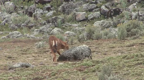Ethiopian Wolf Stock Video Footage | Royalty Free Ethiopian Wolf Videos ...