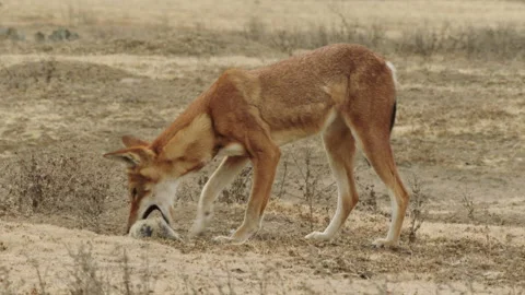 Ethiopian wolf picking up then walking o... | Stock Video | Pond5