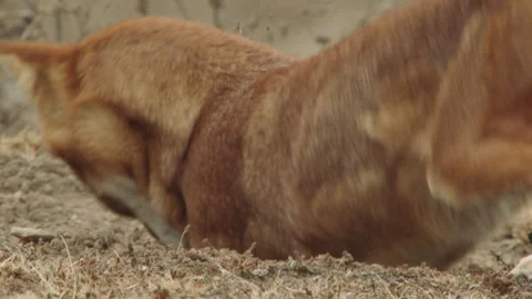 Ethiopian Wolf Stock Video Footage | Royalty Free Ethiopian Wolf Videos ...