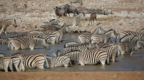 Etosha waterhole, Zebra, wildebeest, spr... | Stock Video | Pond5