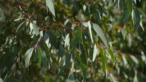 Eucalyptus tree branch moving on wind bl... | Stock Video | Pond5
