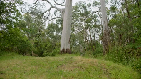 Eucalyptus Tree, Gum Tree, Hans Heysen C... | Stock Video | Pond5