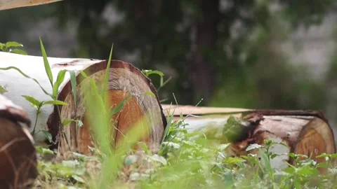 Eucalyptus Tree Wood Logs In The Forest ... | Stock Video | Pond5