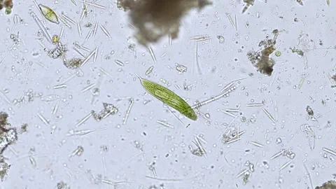Euglena Under Microscope 100x Euglena Acus Www.photomacrography.net