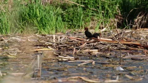 Head For Chicks Stock Videos – Royalty-Free HD & 4K Videos