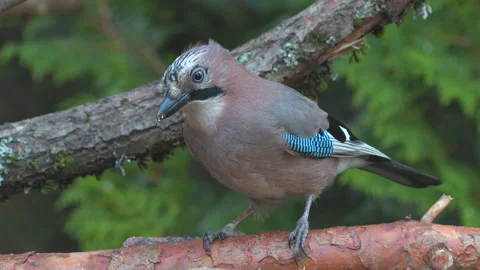 eurasian jay bird crow animal on ground ... | Stock Video | Pond5