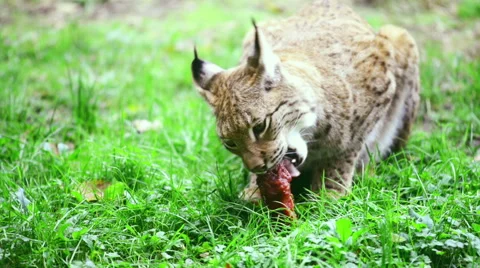 Eurasian Lynx Stock Videos – Royalty-Free HD & 4K Videos | Pond5