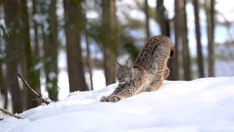 Winter Backg Stock Videos – Royalty-Free HD & 4K Videos | Pond5