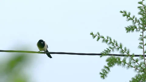 Eurasian Magpie on string of electricity... | Stock Video | Pond5