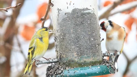 Eurasian Siskin (Spinus spinus) and Euro... | Stock Video | Pond5