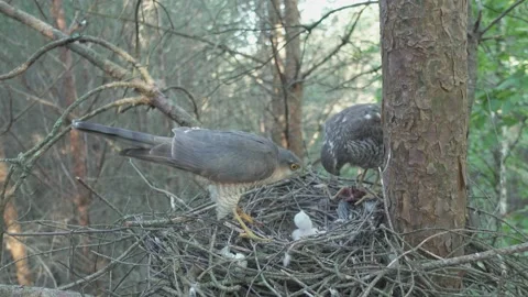 Chicks Chicks Stock Videos – Royalty-Free HD & 4K Videos | Pond5