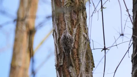Treecreeper Stock Video Footage | Royalty Free Treecreeper Videos | Pond5