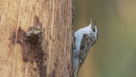 Treecreeper Stock Video Footage | Royalty Free Treecreeper Videos | Pond5