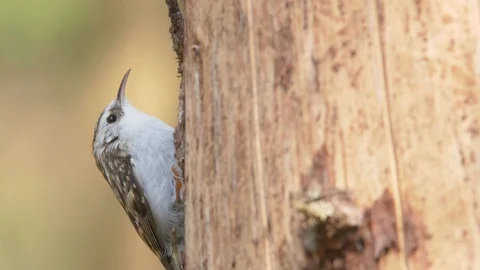 Treecreeper Stock Video Footage | Royalty Free Treecreeper Videos | Pond5