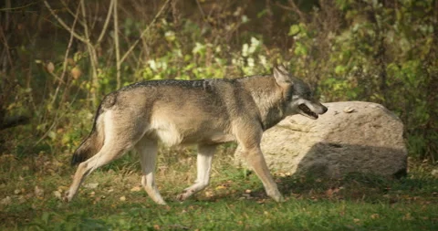 Eurasian Wolf - Canis Lupus Running In N... | Stock Video | Pond5