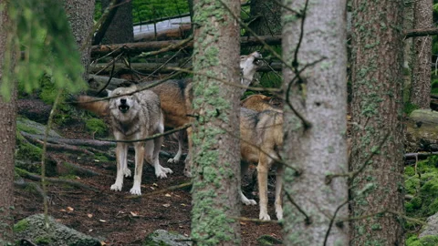Eurasian wolf pack howling (Canis lupus ... | Stock Video | Pond5