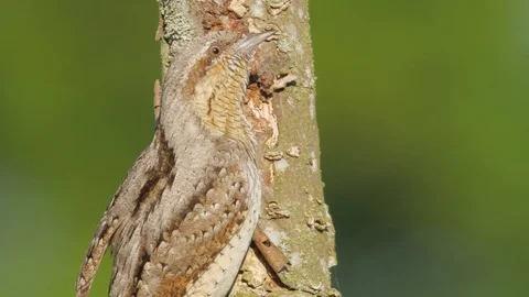 Wryneck Stock Video Footage | Royalty Free Wryneck Videos | Pond5