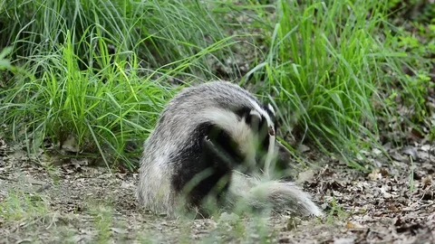 Eropean Cleaning Stock Videos – Royalty-Free HD & 4K Videos | Pond5