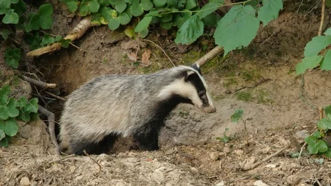 Badger Stock Footage ~ Royalty Free Stock Videos | Pond5