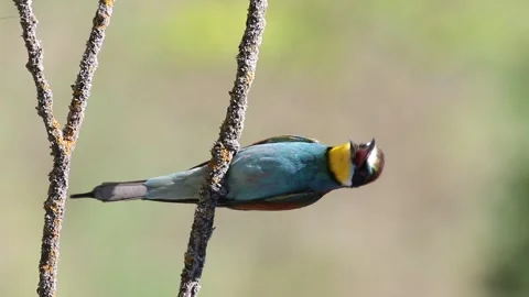 Bird Beak Video Stock Videos – Royalty-Free HD & 4K Videos