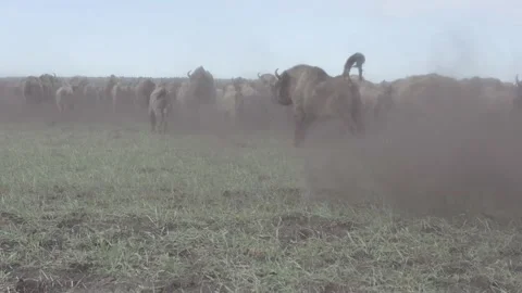 European bison. Aerial view of a running... | Stock Video | Pond5