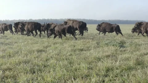 European bison. Aerial view of a running... | Stock Video | Pond5