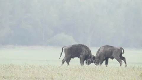 European bison playing young animals, ca... | Stock Video | Pond5