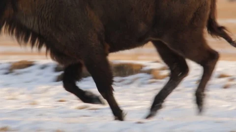 Running Bison Stock Video Footage | Royalty Free Running Bison Videos ...