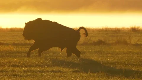European bison. Wild animal run in slow ... | Stock Video | Pond5
