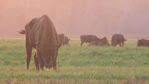 Red Bull Drinking Stock Footage ~ Royalty Free Stock Videos | Pond5