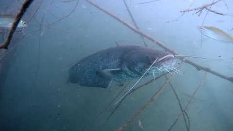 Freelife Branch Stock Videos – Royalty-Free HD & 4K Videos | Pond5