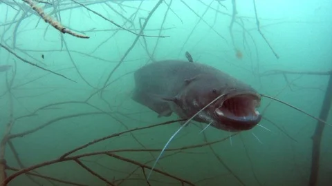 Freelife Branch Stock Videos – Royalty-Free HD & 4K Videos | Pond5