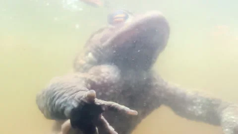 Common Camera Fps Stock Videos – Royalty-Free HD & 4K Videos | Pond5