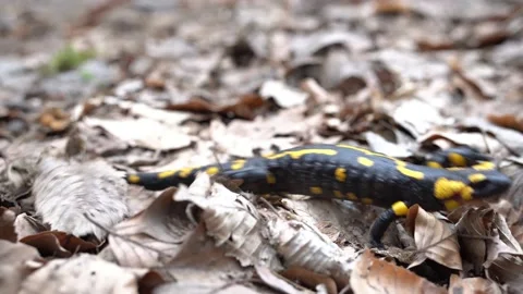 European fire salamander crawling throug... | Stock Video | Pond5