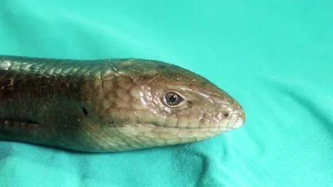 European glass lizard on green backgroun... | Stock Video | Pond5