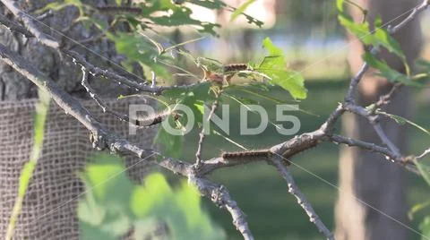 European Gypsy moth caterpillar infestation destroys trees in city ...